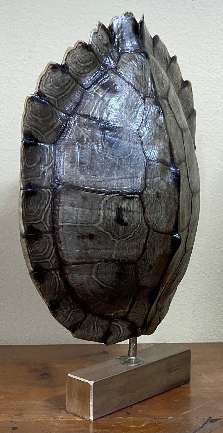 Genuine American Fresh Water Turtle Shell at 1stDibs