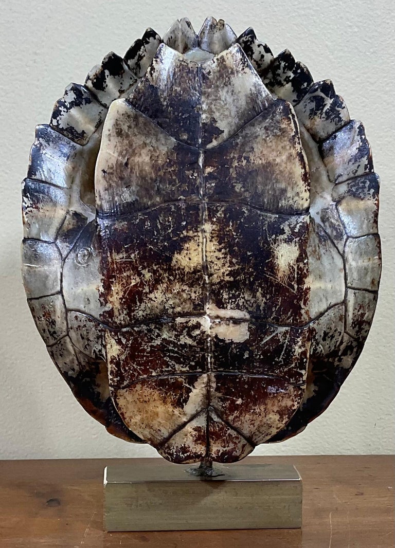 Genuine American Fresh Water Turtle Shell For Sale at 1stDibs