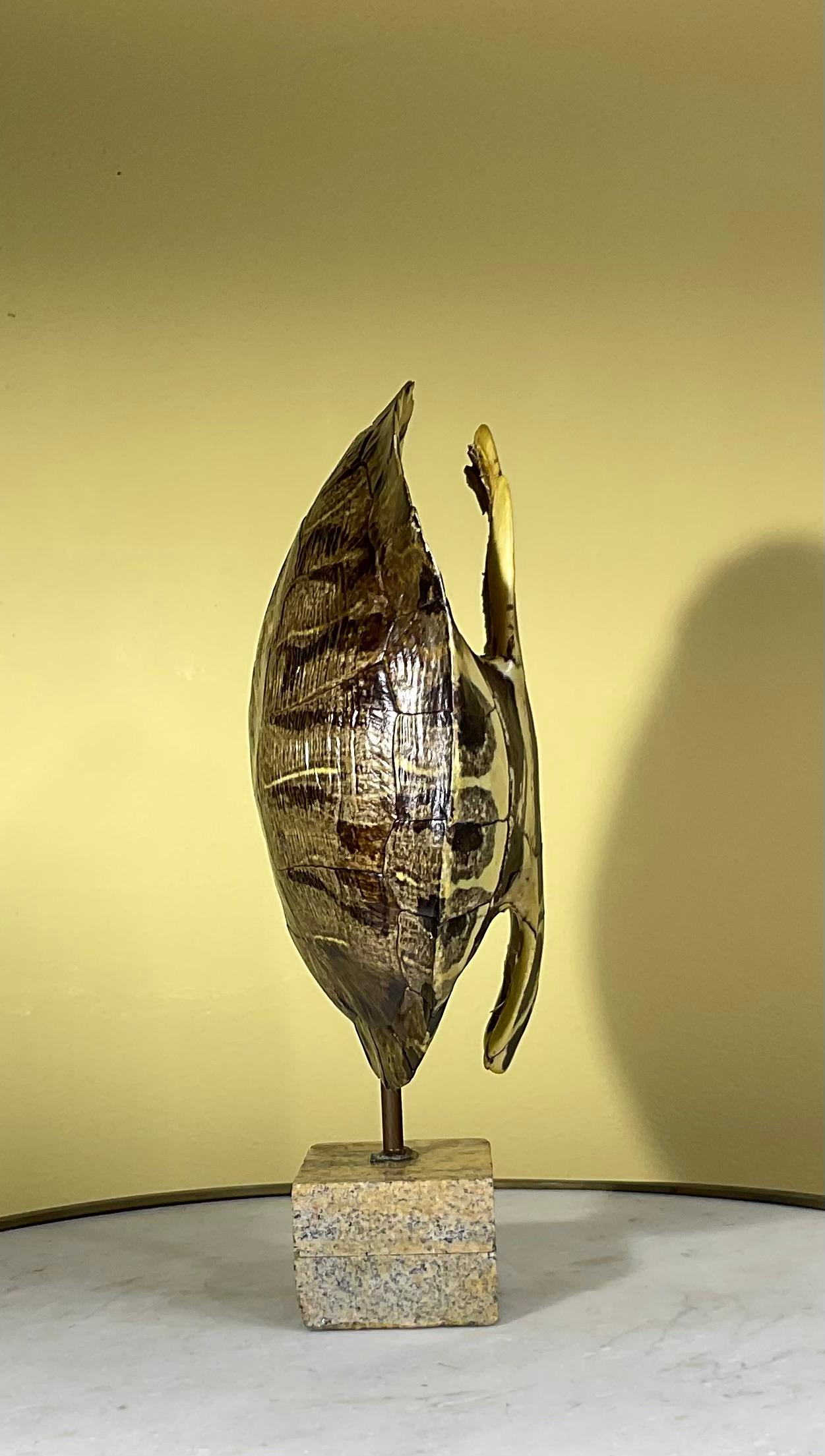 Genuine American Fresh Water Turtle Shell For Sale at 1stDibs