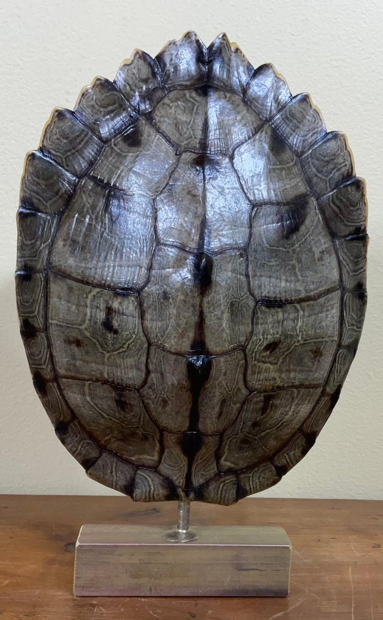 Genuine American Fresh Water Turtle Shell at 1stDibs