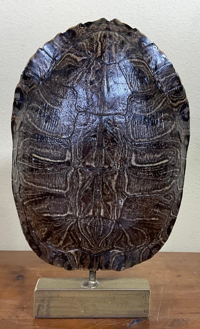 Genuine American Fresh Water Turtle Shell For Sale at 1stDibs