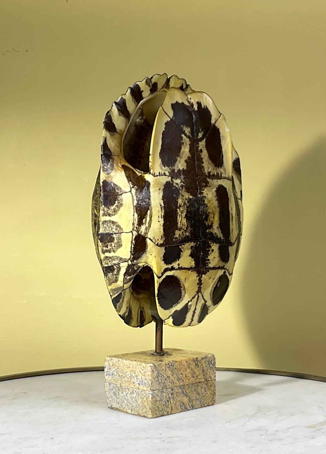 Genuine American Fresh Water Turtle Shell For Sale at 1stDibs