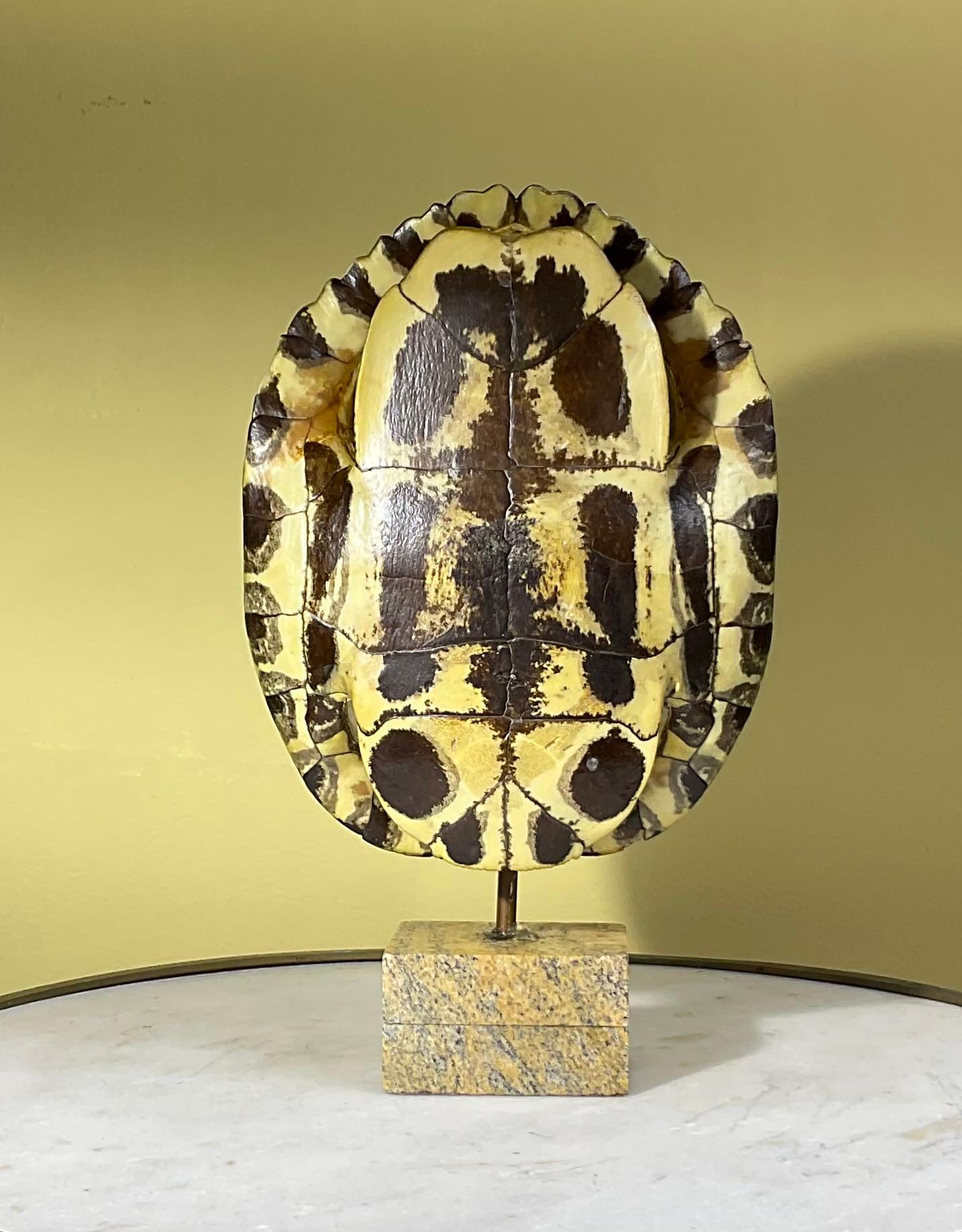 Genuine American Fresh Water Turtle Shell For Sale at 1stDibs