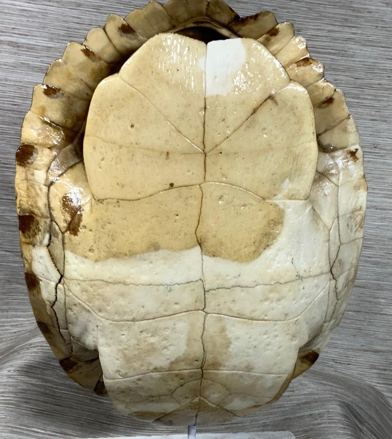 Genuine American Fresh Water Turtle Shell at 1stDibs