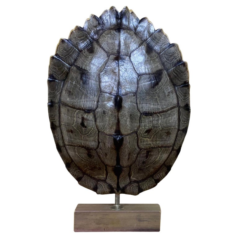 Genuine American Fresh Water Turtle Shell at 1stDibs