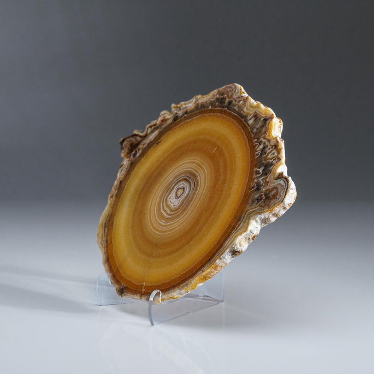 Genuine Aragonite Stalactite Slice from Mexico '311.6 grams' For Sale ...