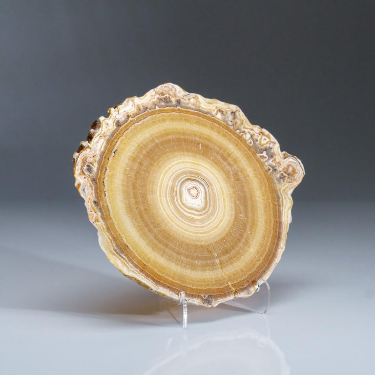 Genuine Aragonite Stalactite Slice from Mexico '311.6 grams' For Sale ...