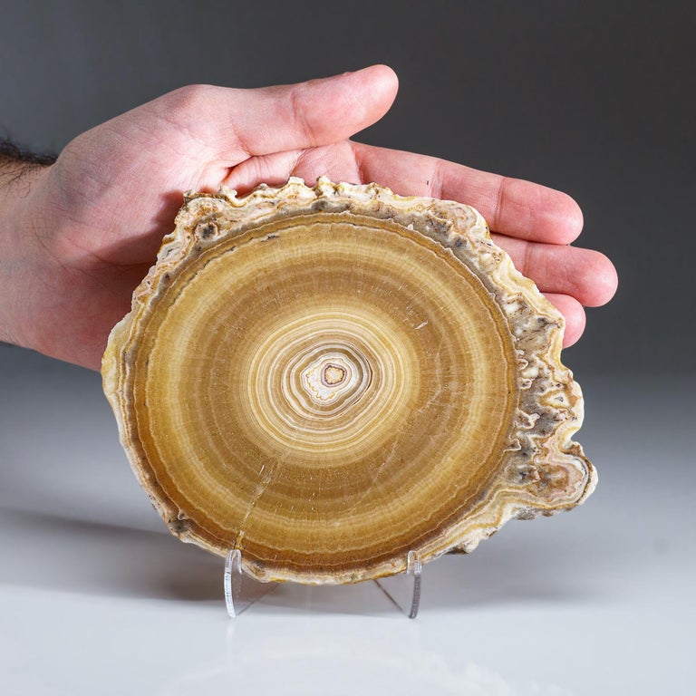 Genuine Aragonite Stalactite Slice from Mexico '311.6 grams' For Sale ...