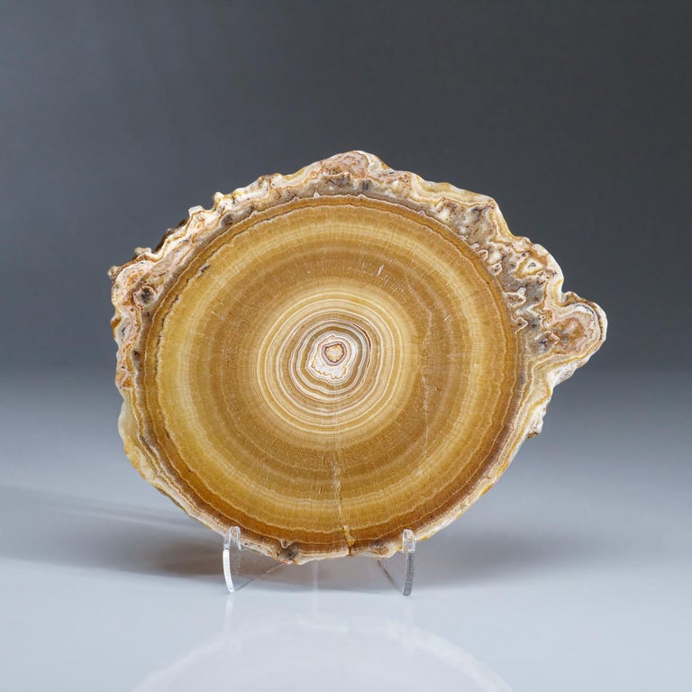 Genuine Aragonite Stalactite Slice from Mexico '311.6 grams' For Sale ...