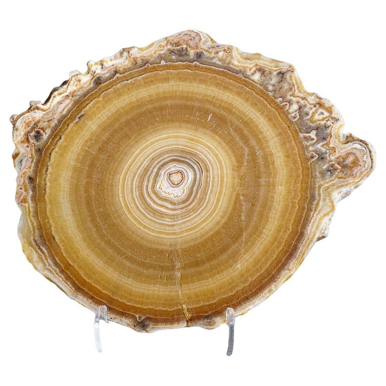 Genuine Aragonite Stalactite Slice from Mexico '311.6 grams' For Sale ...