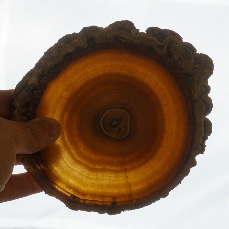Genuine Aragonite Stalactite Slice from Mexico '440 grams' For Sale at ...