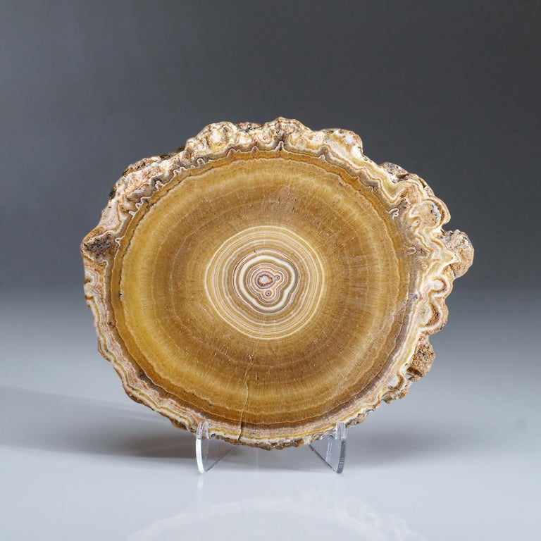 Genuine Aragonite Stalactite Slice from Mexico '440 grams' For Sale at ...