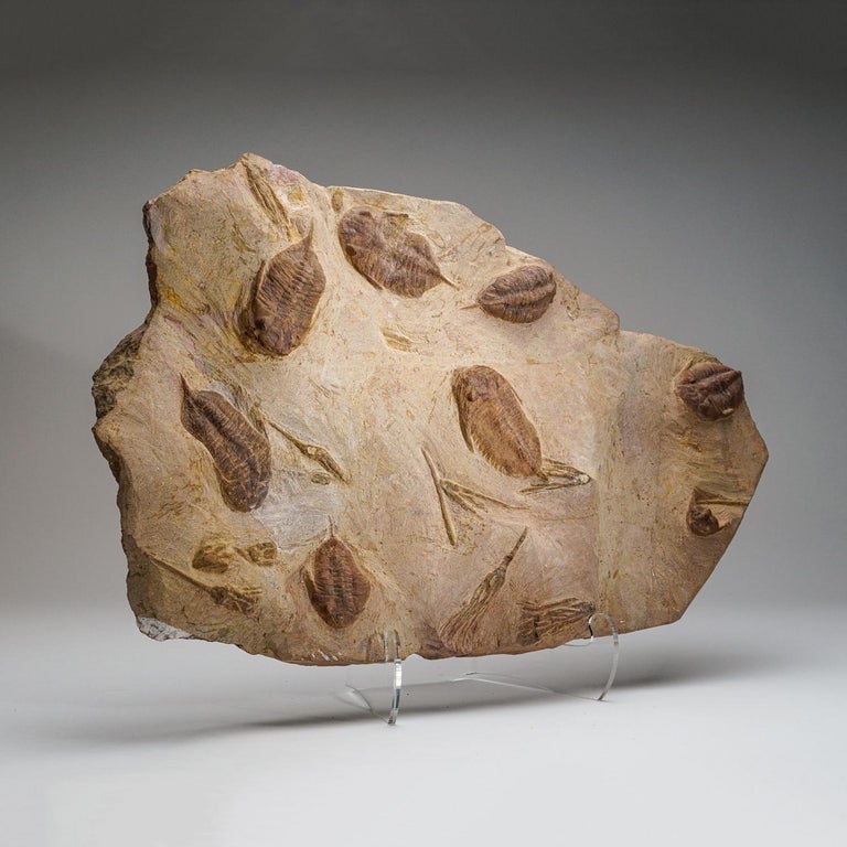 Genuine Cluster Trilobite Fossil on Matrix For Sale at 1stDibs