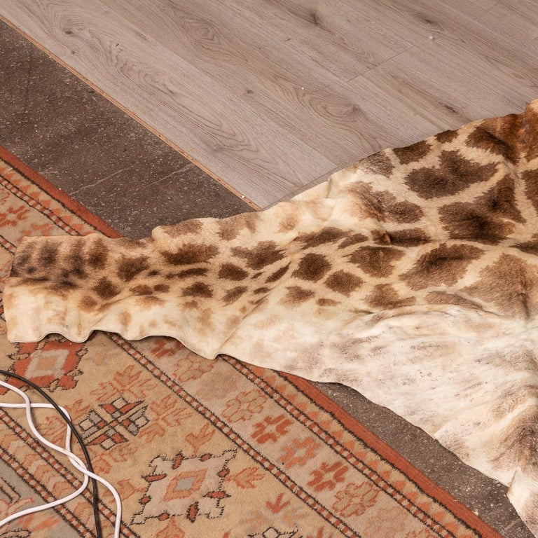 Genuine Large African Giraffe Rug at 1stDibs