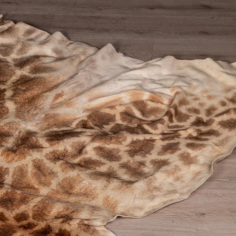 Genuine Large African Giraffe Rug at 1stDibs | giraffe skin for sale ...