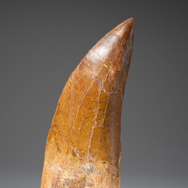 Genuine Large Carcharodontosaurus Tooth For Sale at 1stDibs