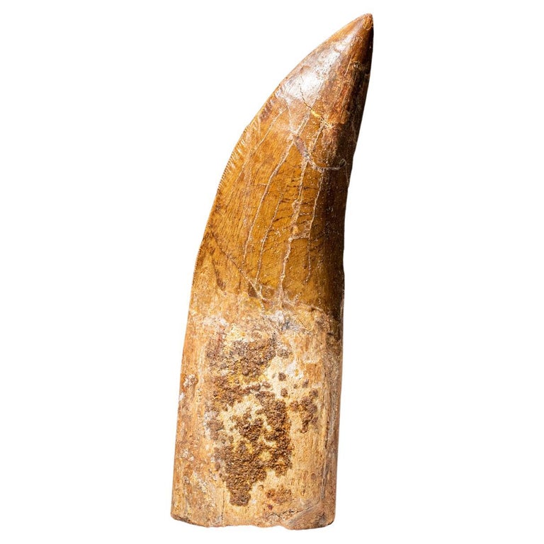 Genuine Large Carcharodontosaurus Tooth For Sale at 1stDibs