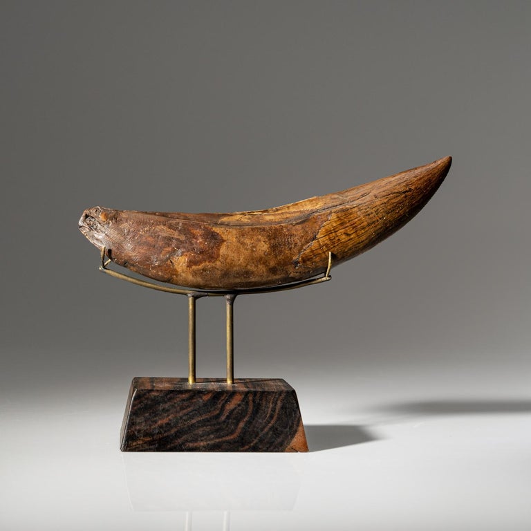 Genuine Mastodon Tooth and Roots on Stand (106.5 grams) For Sale at 1stDibs