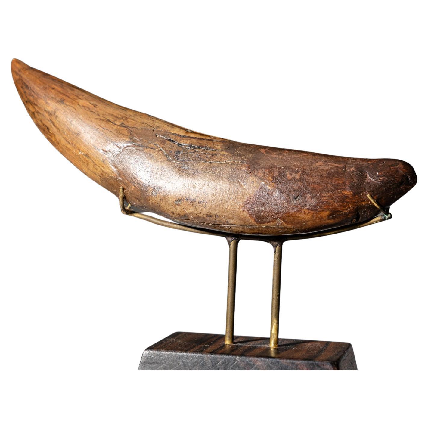 Genuine Mastodon Tooth and Roots on Stand (106.5 grams) For Sale at 1stDibs