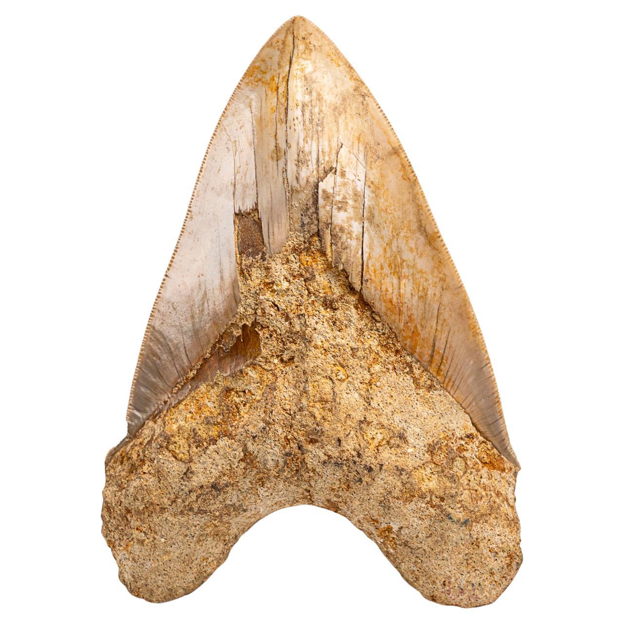 Genuine Megalodon Shark Tooth in Display Box (277 grams) For Sale at ...
