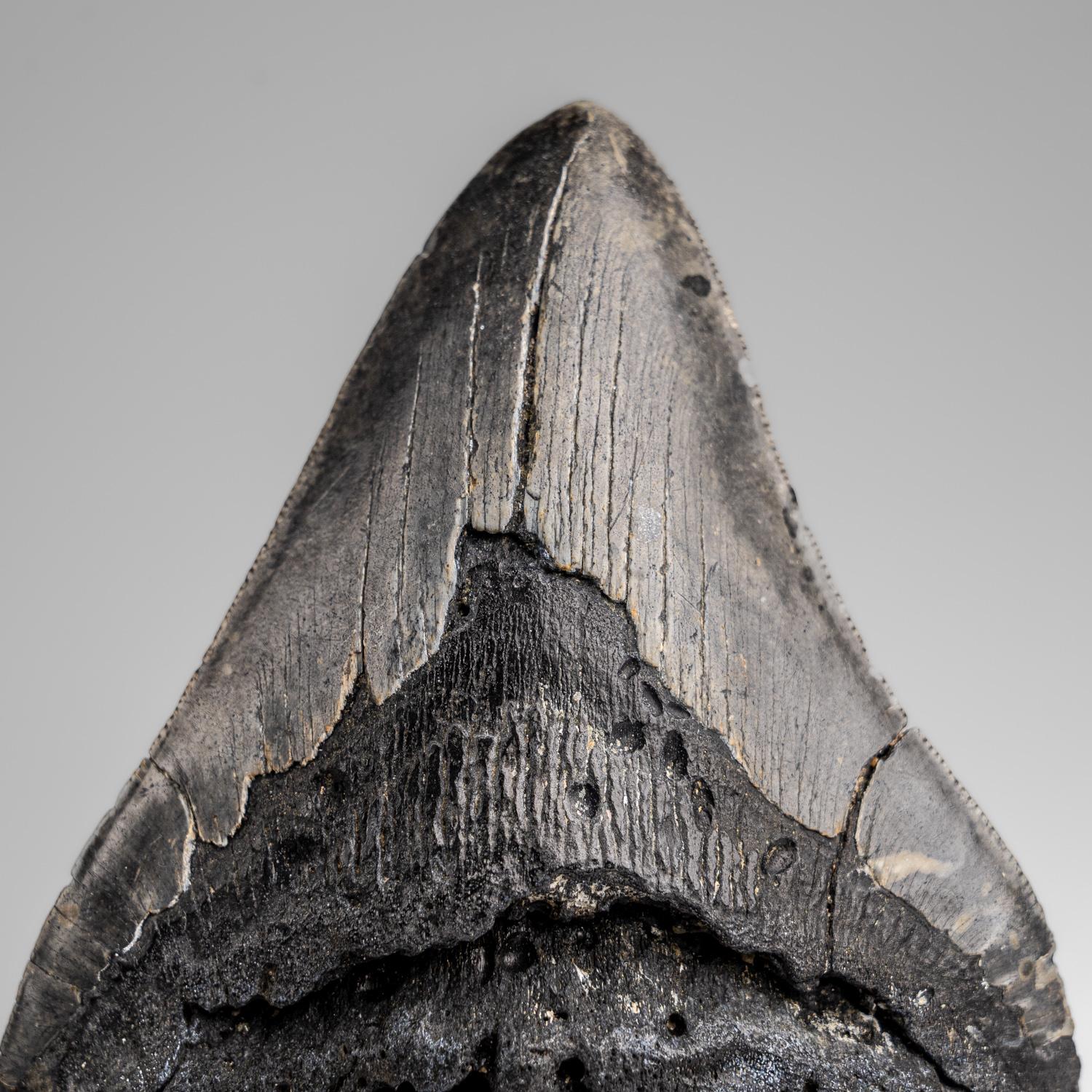 Genuine Megalodon Shark Tooth in Display Box (333.6 grams) For Sale at ...