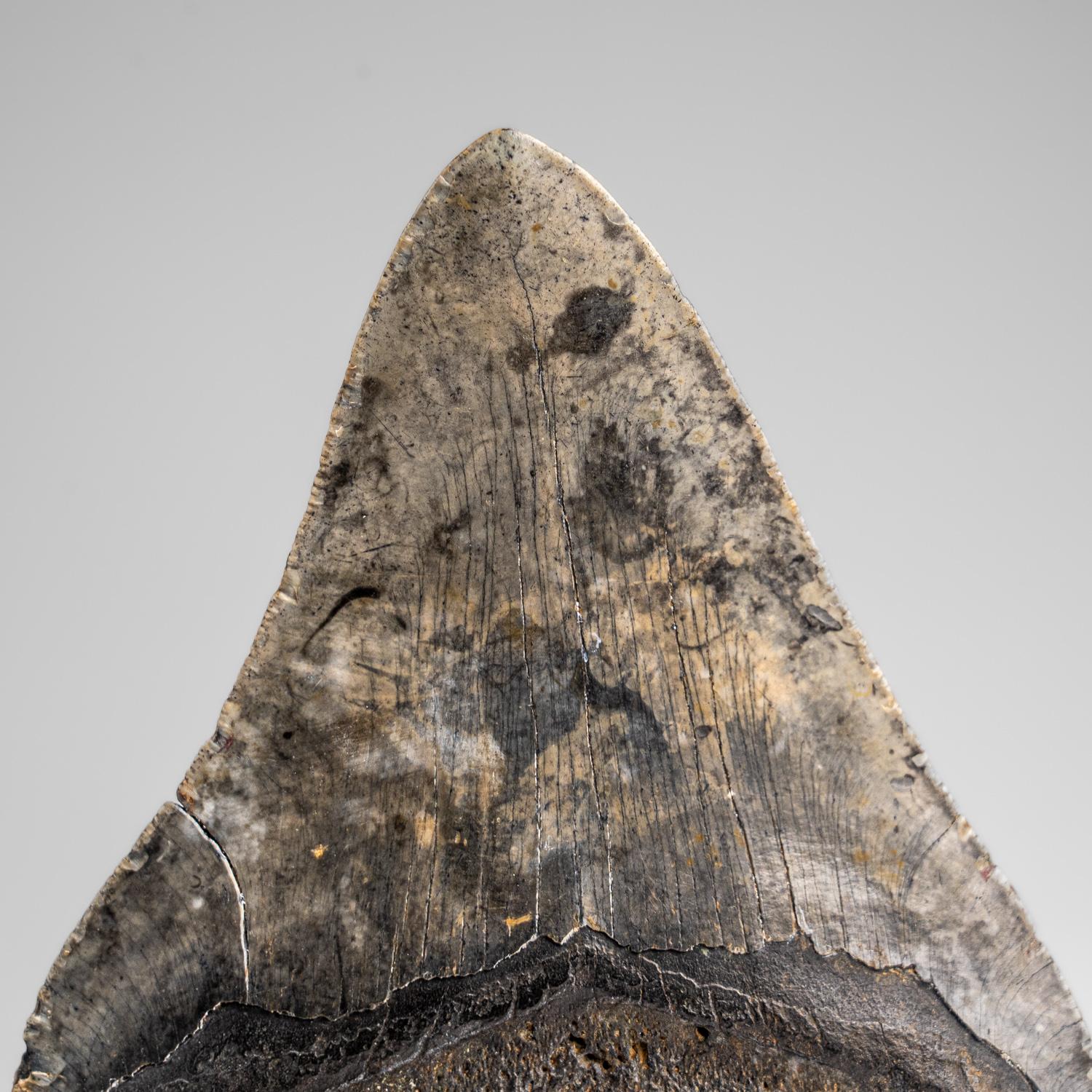 Genuine Megalodon Shark Tooth in Display Box (333.6 grams) For Sale at ...