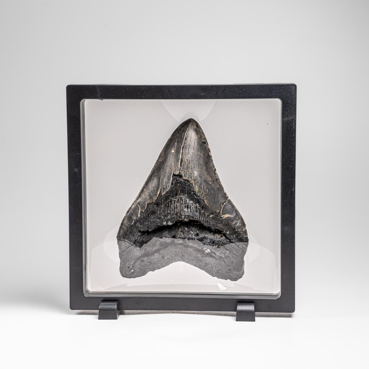 Genuine Megalodon Shark Tooth in Display Box (333.6 grams) For Sale at ...