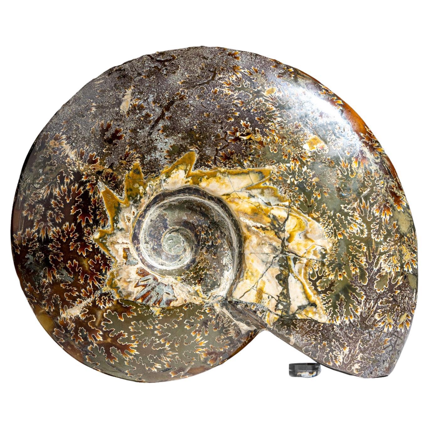 Ammonite Fossil Matrix For Sale at 1stDibs | ammonite fossils, ammonite ...