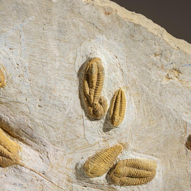 Genuine Natural Clustered Trilobites in Matrix '19 lbs' For Sale at 1stDibs