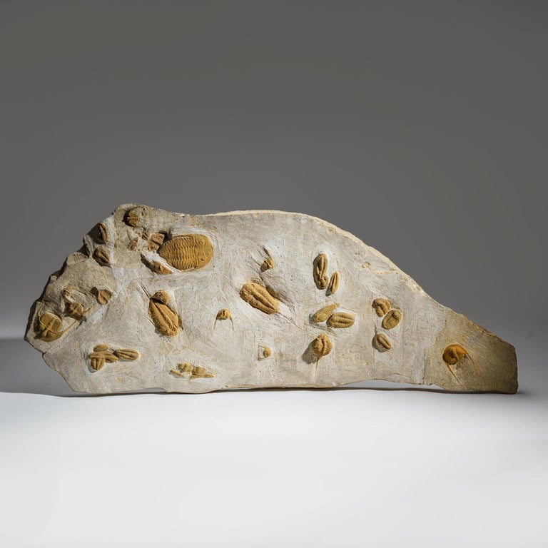 Genuine Natural Clustered Trilobites in Matrix '19 lbs' For Sale at 1stDibs