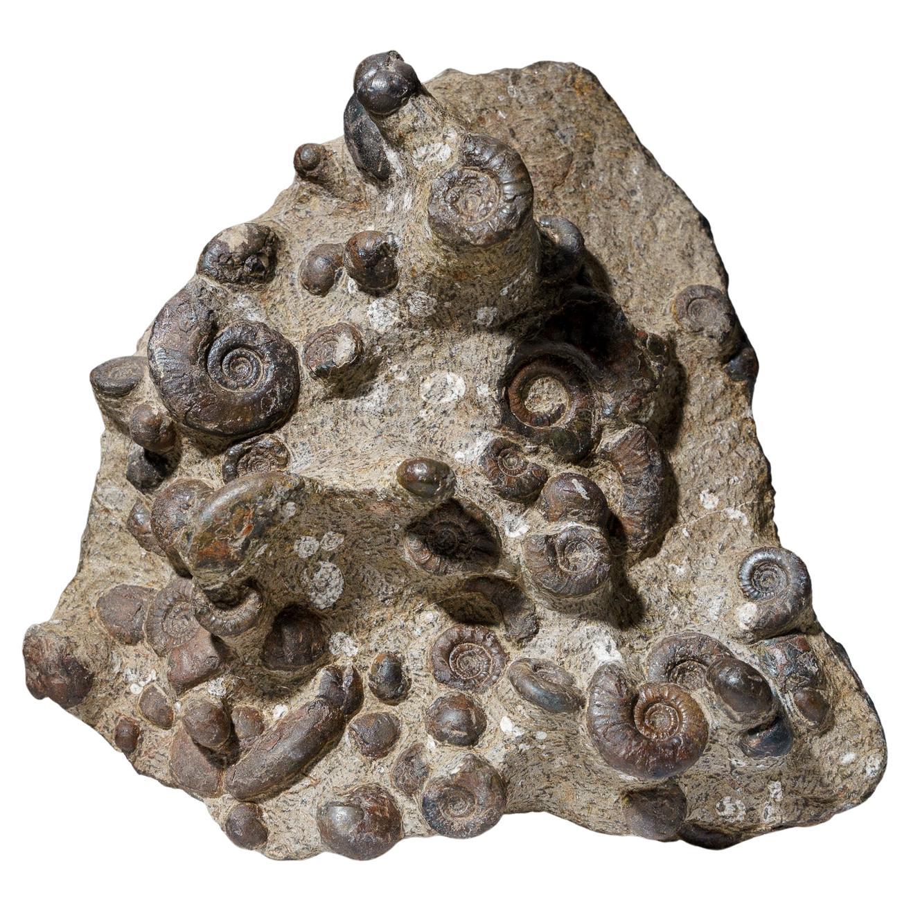 Genuine Natural Calcified Ammonite Fossil '4 LBS' at 1stDibs