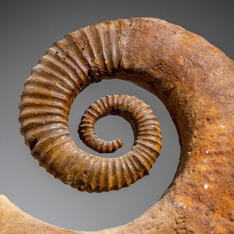 Genuine Natural Fossilized Heteromorph Ammonite '11 lbs' For Sale at ...