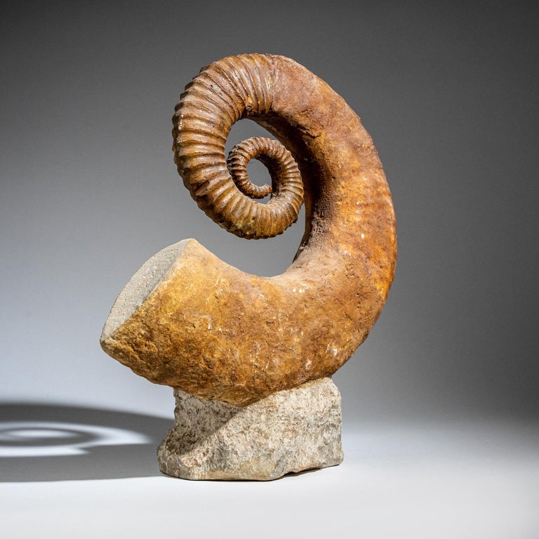 Genuine Natural Fossilized Heteromorph Ammonite '11 lbs' For Sale at ...