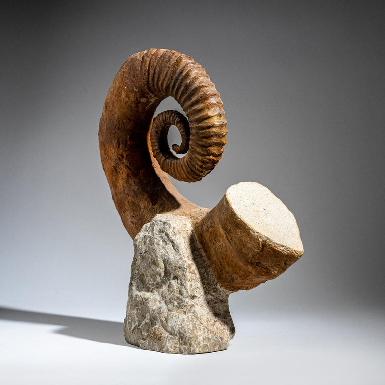 Genuine Natural Fossilized Heteromorph Ammonite '11 lbs' For Sale at ...