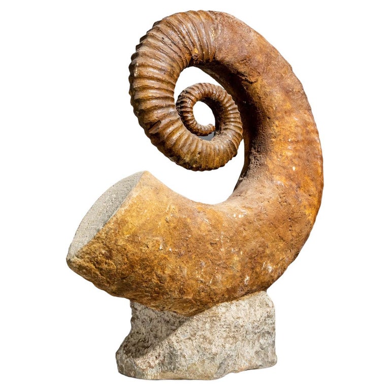Genuine Natural Fossilized Heteromorph Ammonite '11 lbs' For Sale at ...