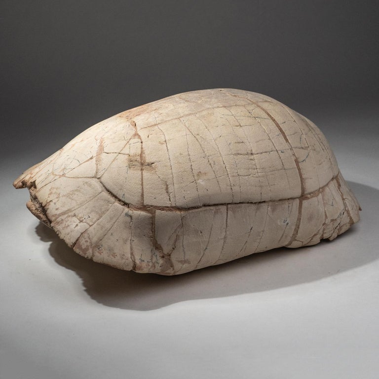 Genuine Natural Fossilized Turtle Shell For Sale at 1stDibs