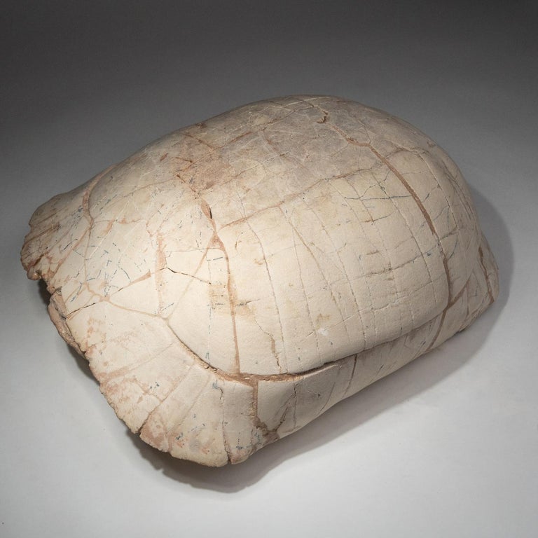 Genuine Natural Fossilized Turtle Shell For Sale at 1stDibs