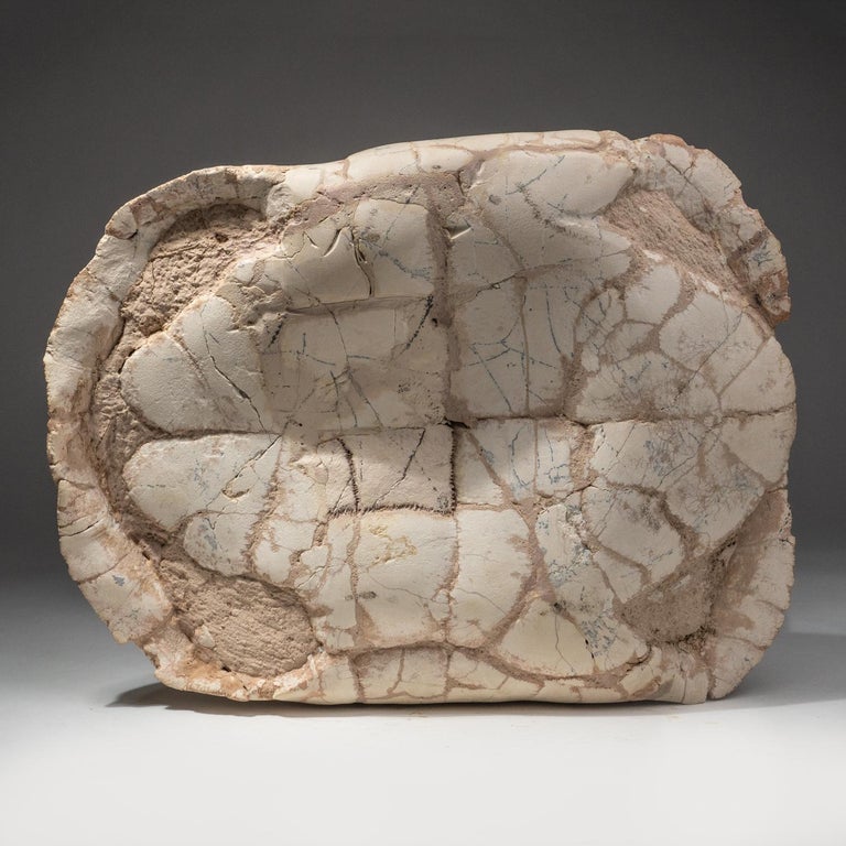 Genuine Natural Fossilized Turtle Shell For Sale at 1stDibs