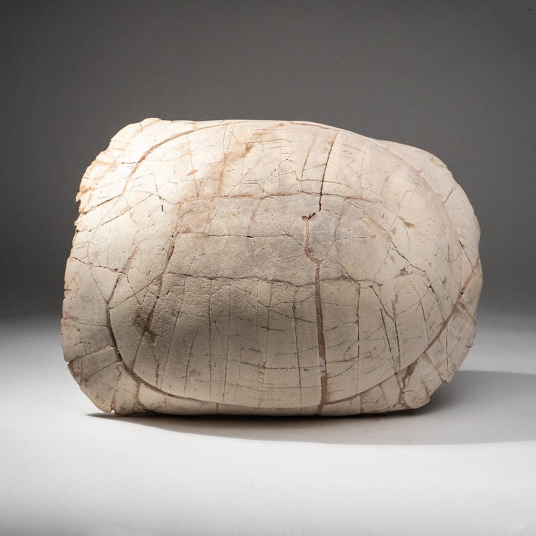 Genuine Natural Fossilized Turtle Shell For Sale at 1stDibs