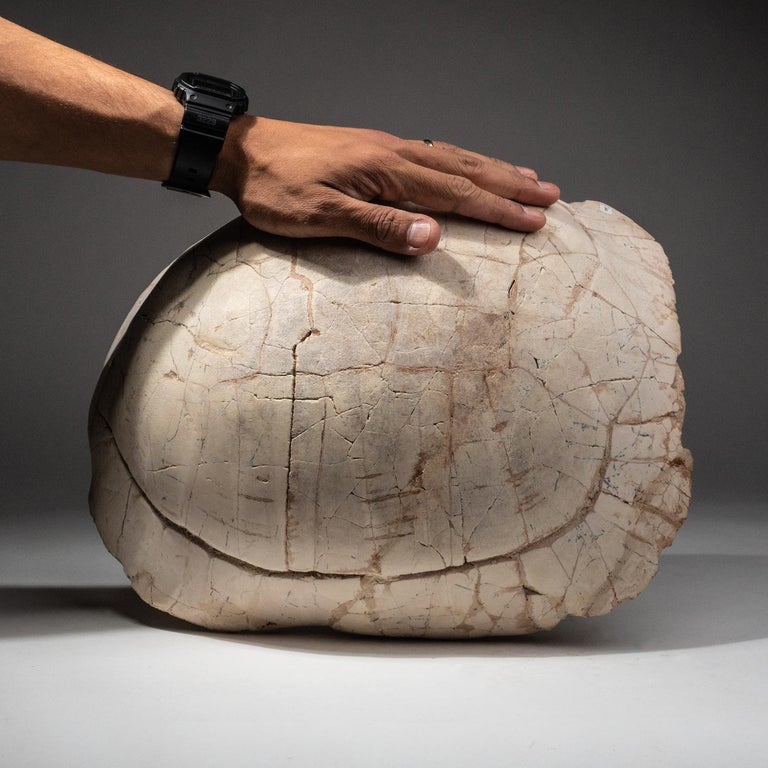 Genuine Natural Fossilized Turtle Shell For Sale at 1stDibs