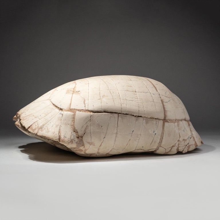 Genuine Natural Fossilized Turtle Shell For Sale at 1stDibs