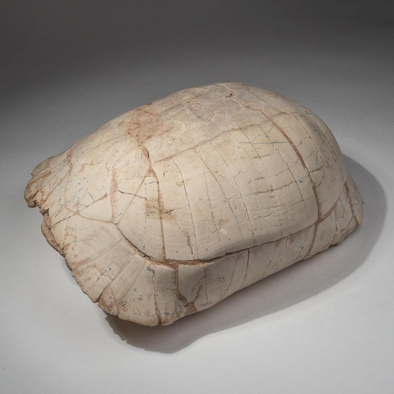 Genuine Natural Fossilized Turtle Shell For Sale at 1stDibs