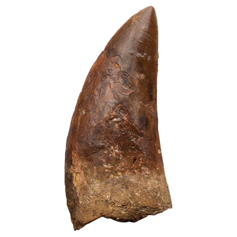 Genuine Large Carcharodontosaurus Tooth For Sale at 1stDibs