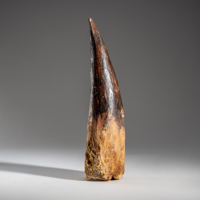 Natural Genuine Large Spinosaurus Dinosaur Tooth from Egypt- 334.4 ...