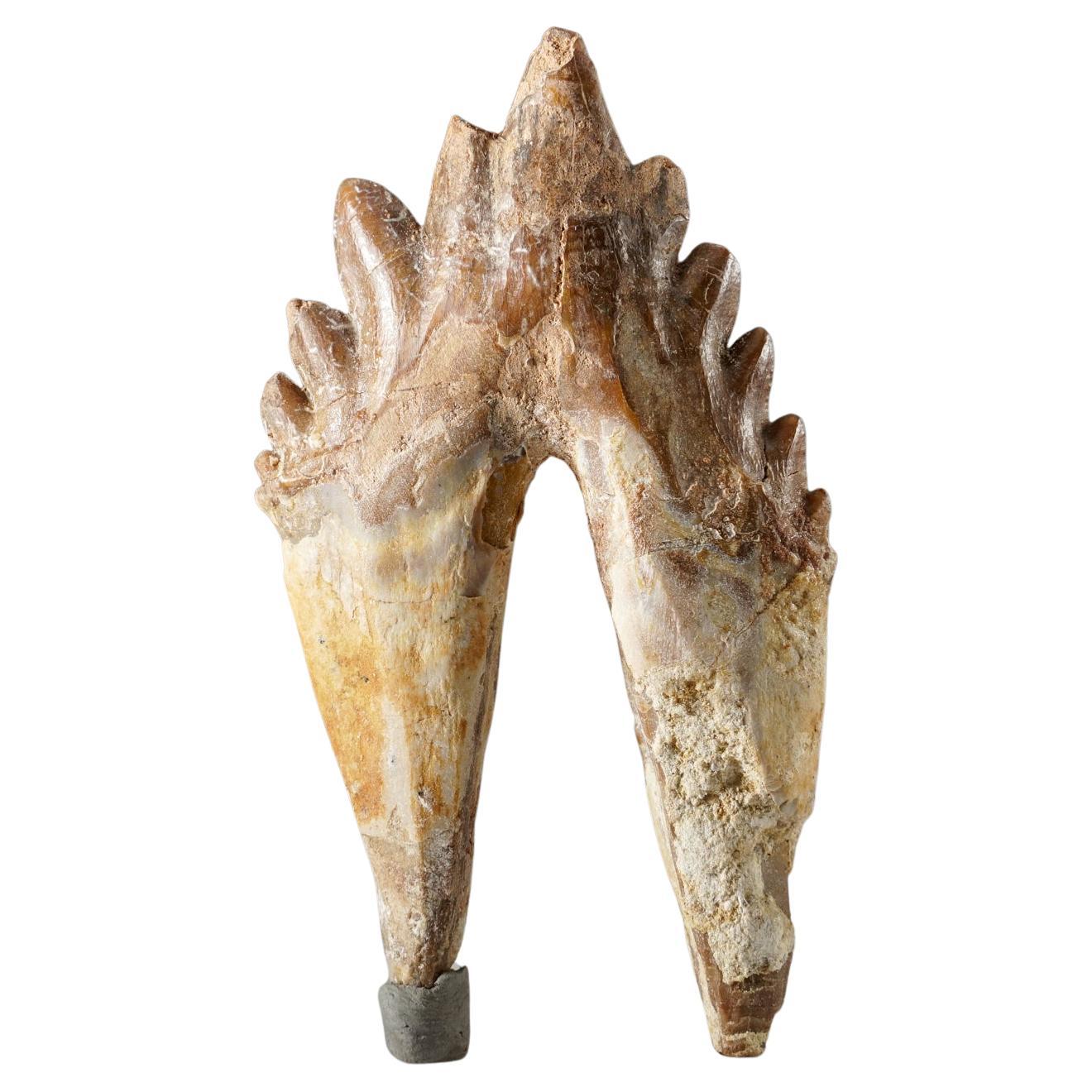 Genuine Natural Pre Historic Basilousaurus Whale Tooth For Sale at 1stDibs