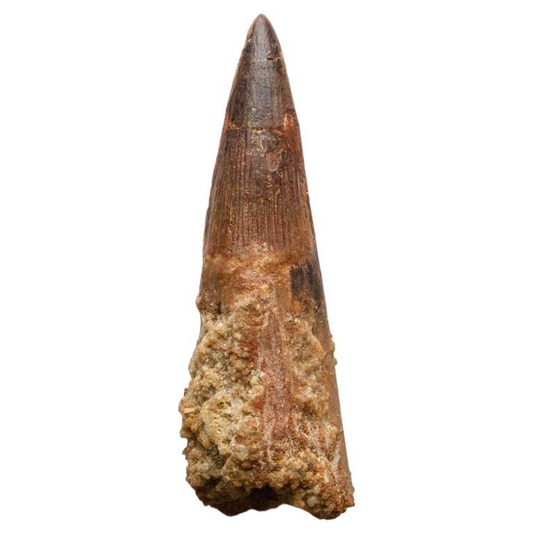 Genuine Natural Spinosaurus Dinosaur Tooth For Sale at 1stDibs