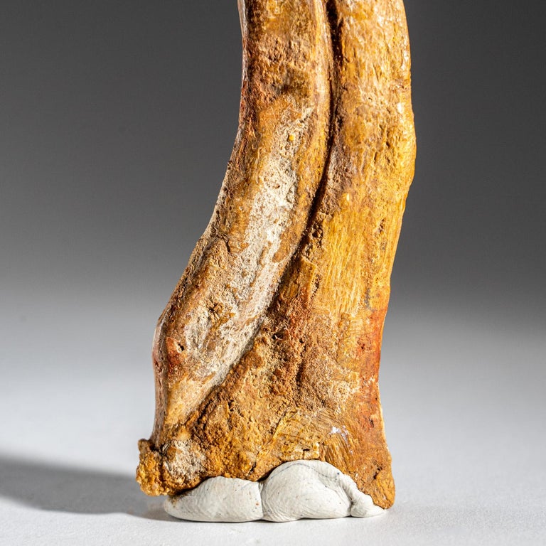 Genuine Natural Spinosaurus Foot Claw For Sale at 1stDibs