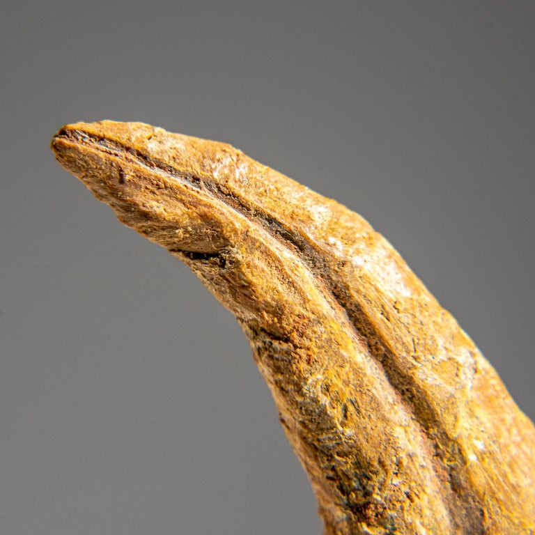 Genuine Natural Spinosaurus Foot Claw For Sale at 1stDibs