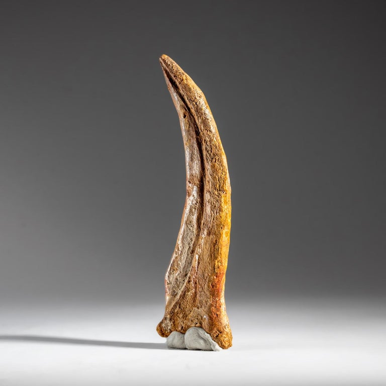 Genuine Natural Spinosaurus Foot Claw For Sale at 1stDibs
