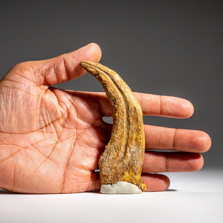 Genuine Natural Spinosaurus Foot Claw For Sale at 1stDibs